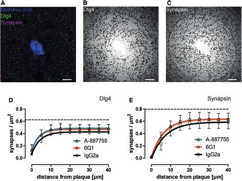 Synapse Density Measurements In The Proximity Of Fibrillar Plaques A