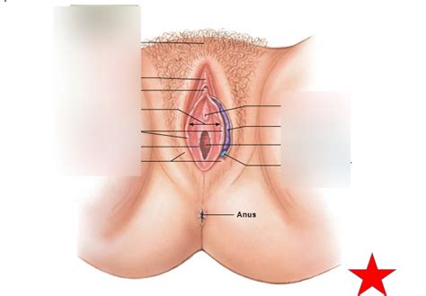 Female External Genitalia Diagram Quizlet