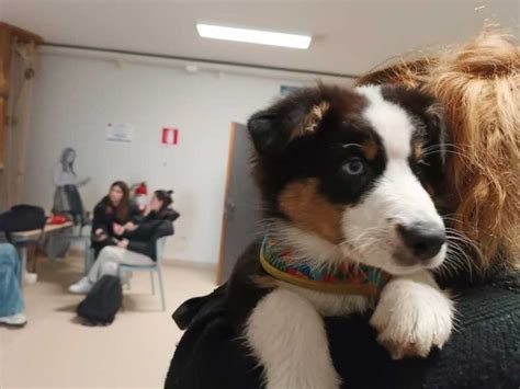 Elle Ne Sait Pas à Qui Confier Son Chien La Professeure Décide De L