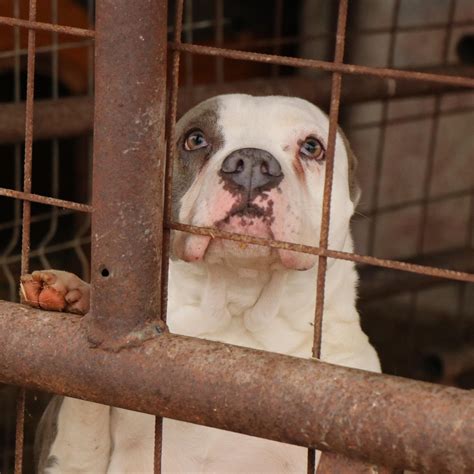 Asociatia Caut Foster Timp De 2 Săptămâni Pentru O Catelusa