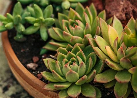 Cómo Propagar Cactus Y Suculentas Métodos Fáciles Huertox