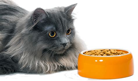 Cat Food Recalls Aflatoxin Mold What You Need To Know For Your Feline