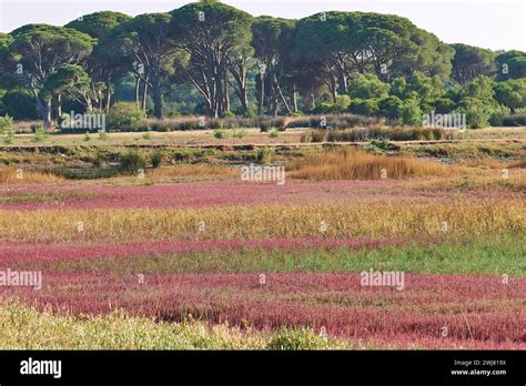 Vast Landscape With An Array Of Trees And Multi Coloured Vegetation