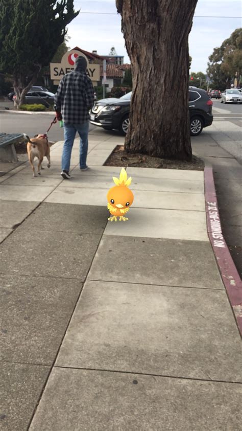 Pokemon Go Torchic By Co Lord44 On Deviantart