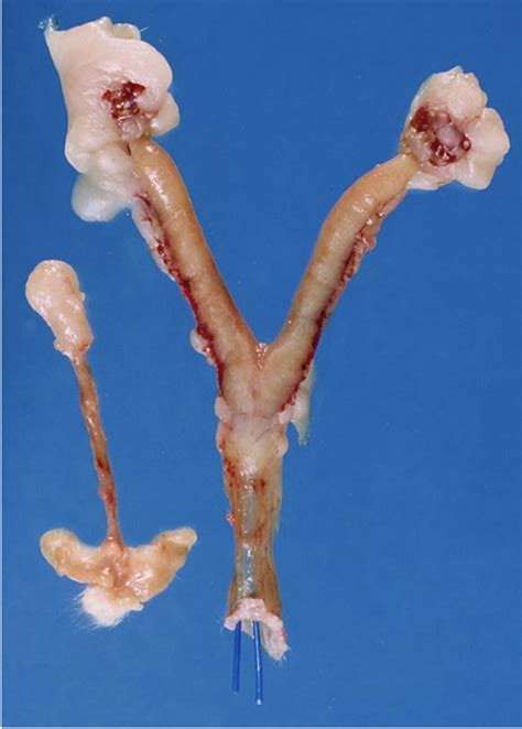 Diagram Female Rat Reproductive Organs Quizlet