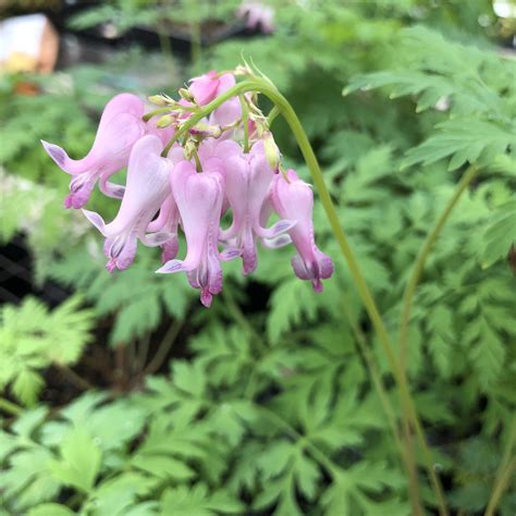 Dicentra Eximia Ginos Nursery