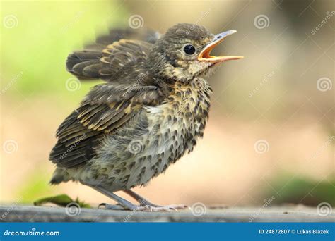 Mistle Thrush Juvenile Stock Image Image Of Juvenile 24872807