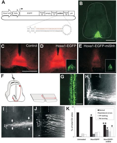 A Floor Plate Specific Mirna Construct Driven By Hoxa 1 Enhancer Iii