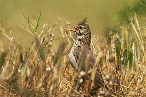 Die Feldlerche Netzwerk Ackerbau Niedersachsen Ev Ackerbauzentrum