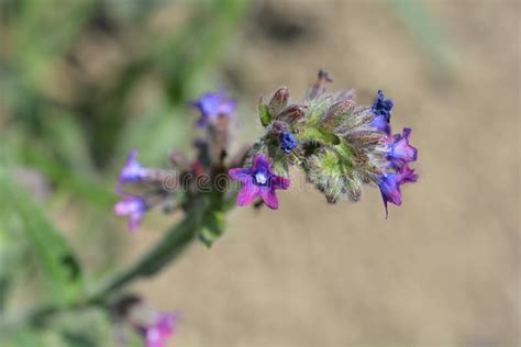 Common Bugloss Stock Image Image Of Green True Anchusa 163955509