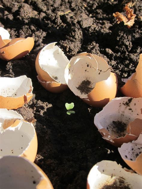 Protection The Egg Shells Trick The White Cabbage Moths That Love My Broccoli So They Wont