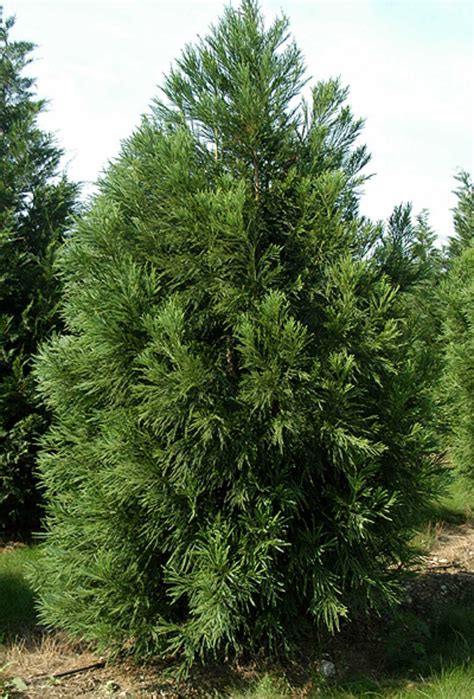 Cryptomeria Japonica Japanese Cedar The Seed Vine