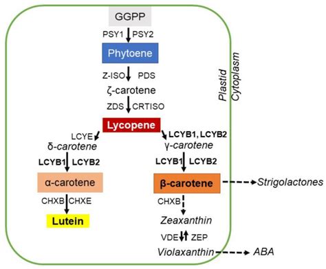 Putative Daucus Carota Capsanthin Capsorubin Synthase Dcccs Possesses