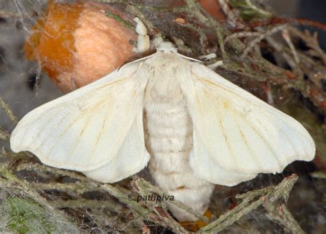 Bombyx Mori Pathpiva