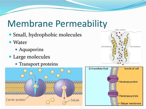 Passive And Active Transport Ppt Download