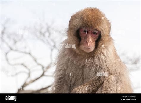 Japanese Macaque Snow Monkey Macaca Fuscata In Snow Nikko National