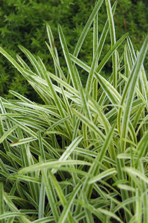 20 Deer Resistant Groundcovers For Sun And Shade