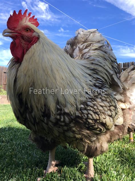 Silver Laced English Orpington Chickens For Sale Feather Lover Farms