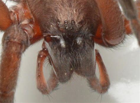 Spider Teminius Affinis Bugguide Net