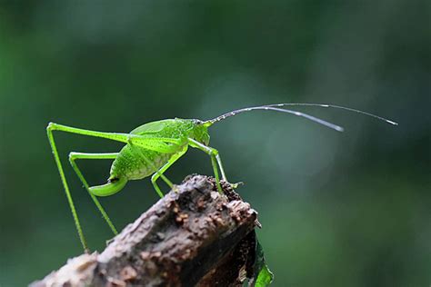 Grasshopper Perching Bug Background Katydid Photo And Picture For Free Download Pngtree