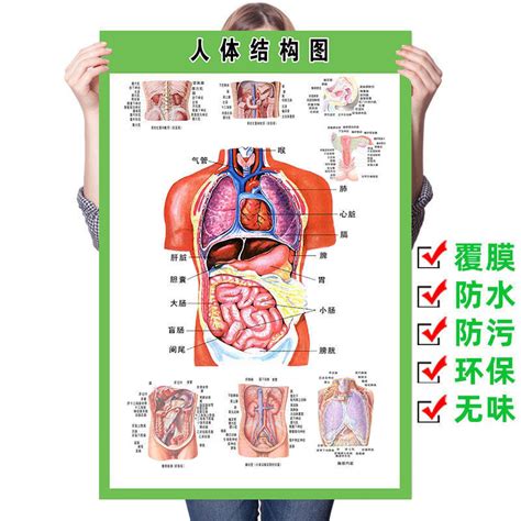 人体内脏结构图全身人体器官消化系统示意图内脏解剖医学宣传挂图human Body Internal Organ Structure Chart