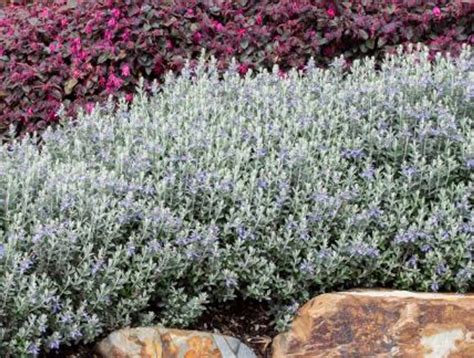 Teucrium Silver Box