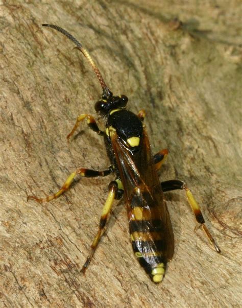 Ichneumon Xanthorius Naturespot