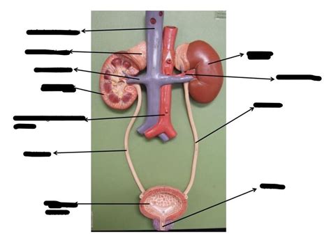 Urinary System Labeled Diagram Quizlet