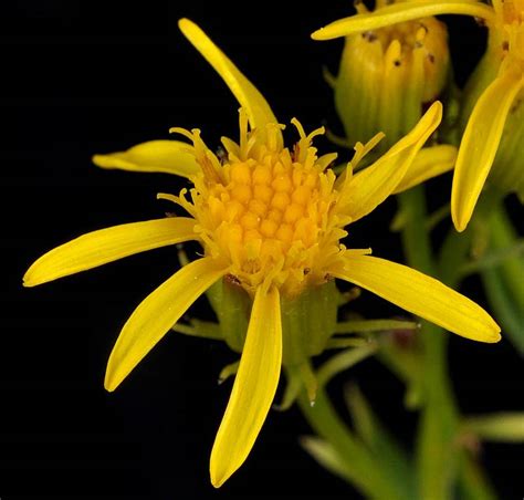 Senecio Serra Burke Herbarium Image Collection