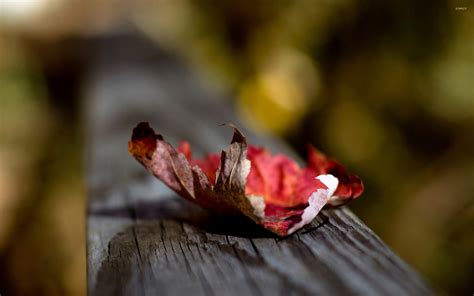 Fallen Leaf Wallpaper Photography Wallpapers 8328