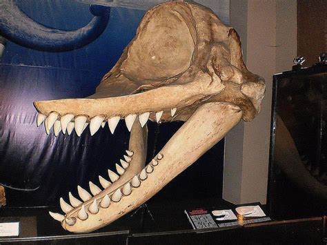 Discover The Enormous Leviathan A Prehistoric Giant Whale Leviathan