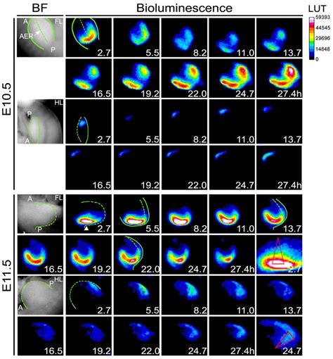 Bioluminescence Imaging In Developing Limbs Of Tggli Luc Embryos The