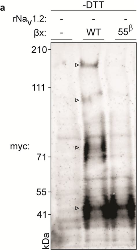 figures and data in binary architecture of the nav1 2 β2 signaling