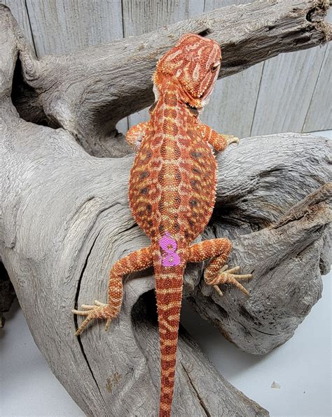 50 Red Monster Leatherback Het Trans Het Hypo Central Bearded Dragon