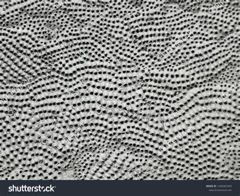 Photo De Stock Trypophobia Image Trypophobic Surface Texture Black