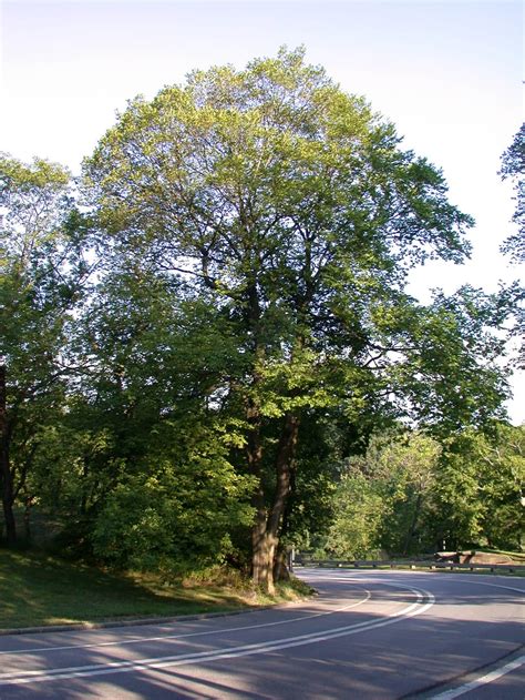 English Elm Central Park Conservancy