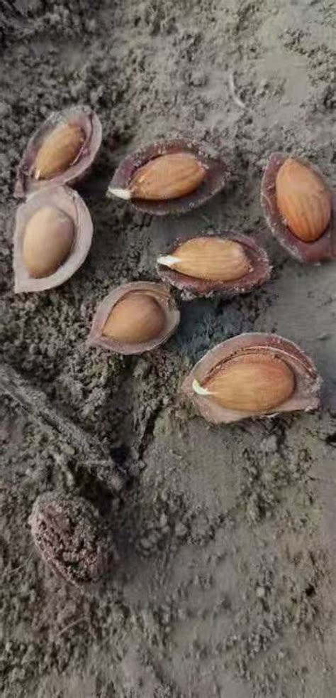 毛桃芽批发 辽宁营口鲅鱼圈区桃树种子 8000元斤桃种子， 一亩田