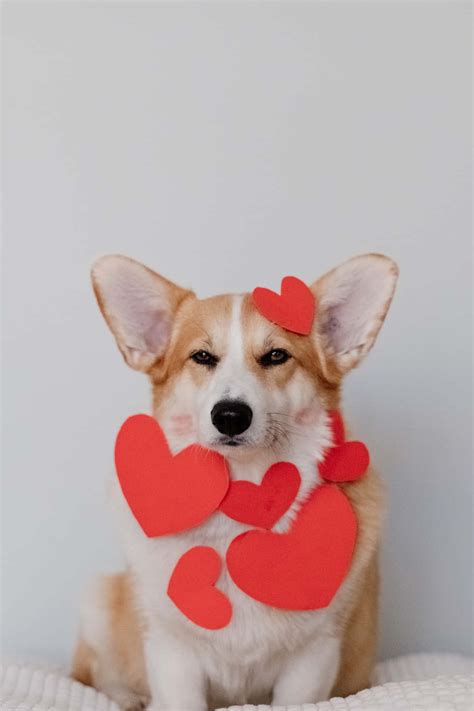 [100 ] Cute Corgi Wallpapers