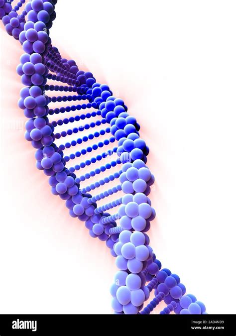 Brin Dadn Loeuvre De Lordinateur Montrant La Structure En Double