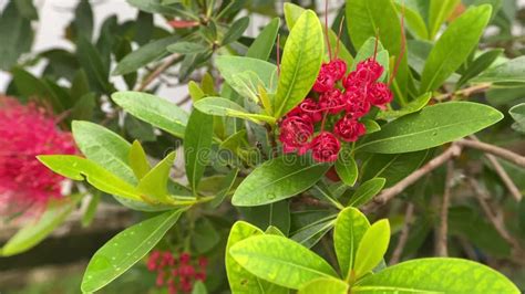 How Bees Turn Nectar Into Honey Bees And Flower Pollination Stock Footage Video Of Bright