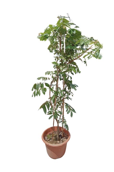 Dimocarpus Longan 280 Chengtai Nursery