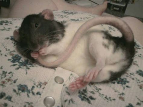 510 Cute Rats Ideas In 2025 Cute Rats Rats Pet Rats
