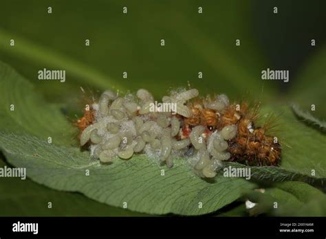 Caterpillar Of Dock Bark Owl Acronicta Rumicis Caterpillar Of Knot