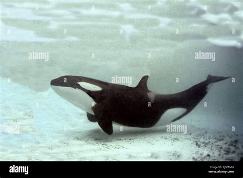 The Killer Whale Orcinus Orca Is A Toothed Whale From The Dolphin