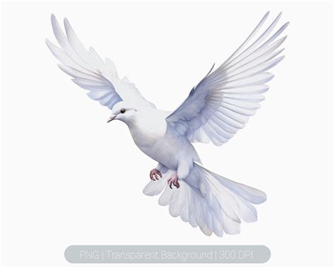 Flying White Doves Clipart Watercolor Doves Png Floral White Dove