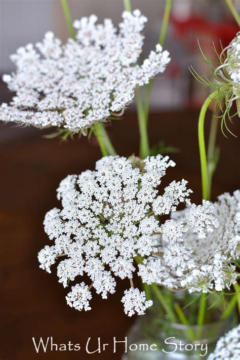 Queen Annes Lace Centerpiece