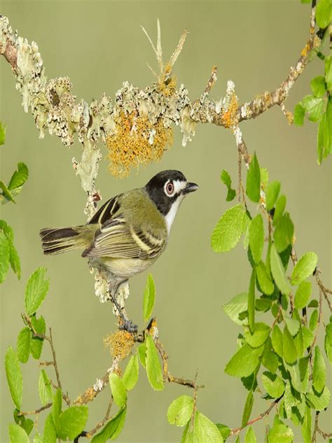 Scoulers Willow Audubon