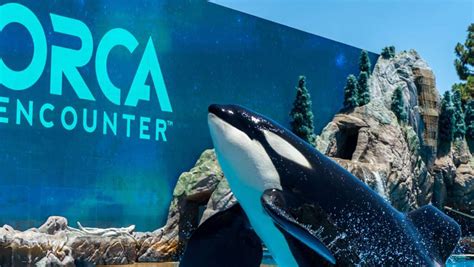 Seaworld San Diego To Present Reimagined Orca Encounter Inpark Magazine