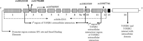 Endoglin Gene Structureeng Extracellular Domain Exons Vertical