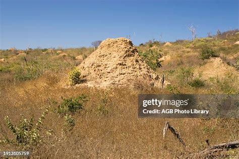 Field With Termite Mounds Termite Mound Termites Termites News